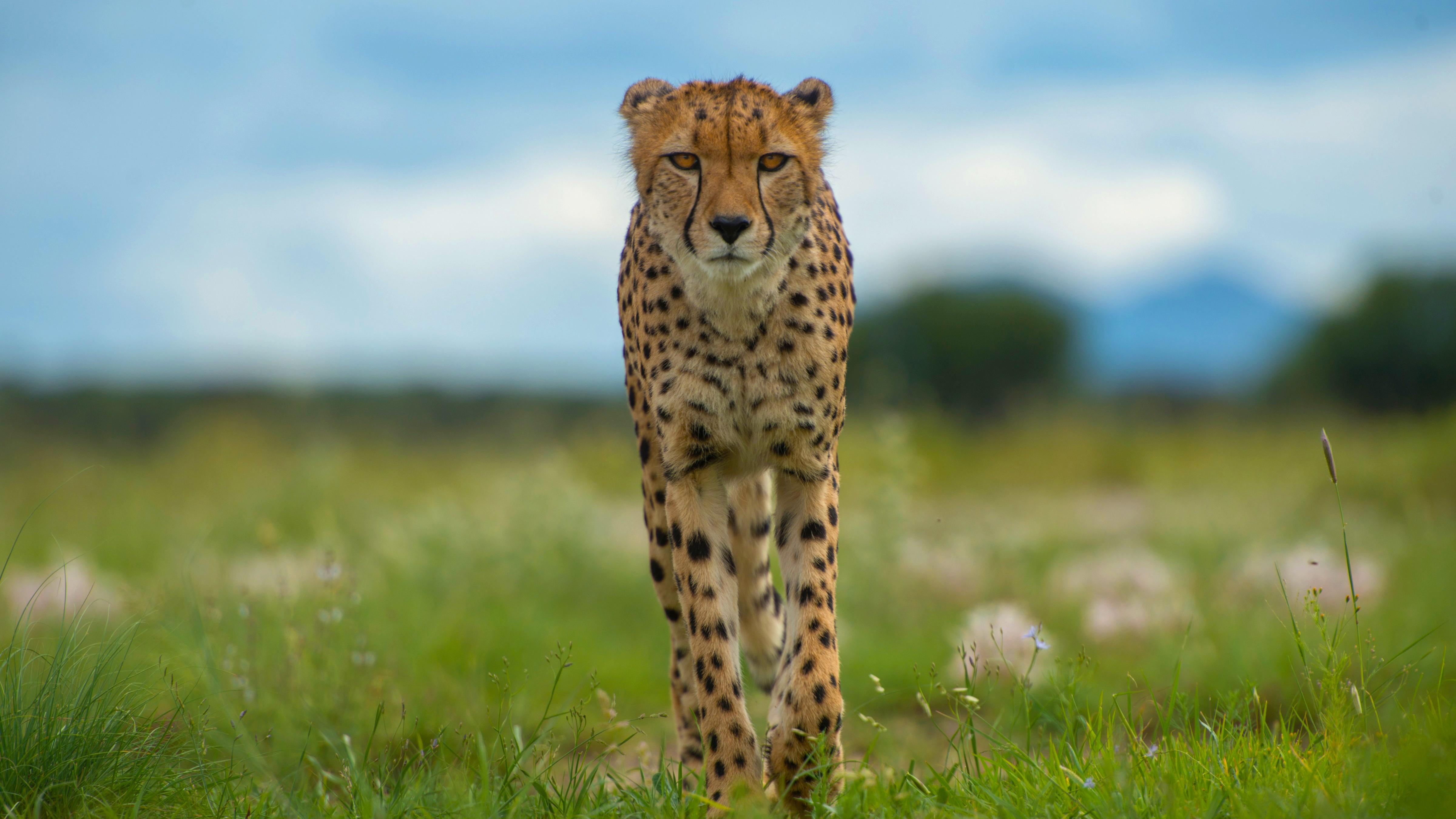 Animals with Cameras | Episode 2 | About | Nature | PBS