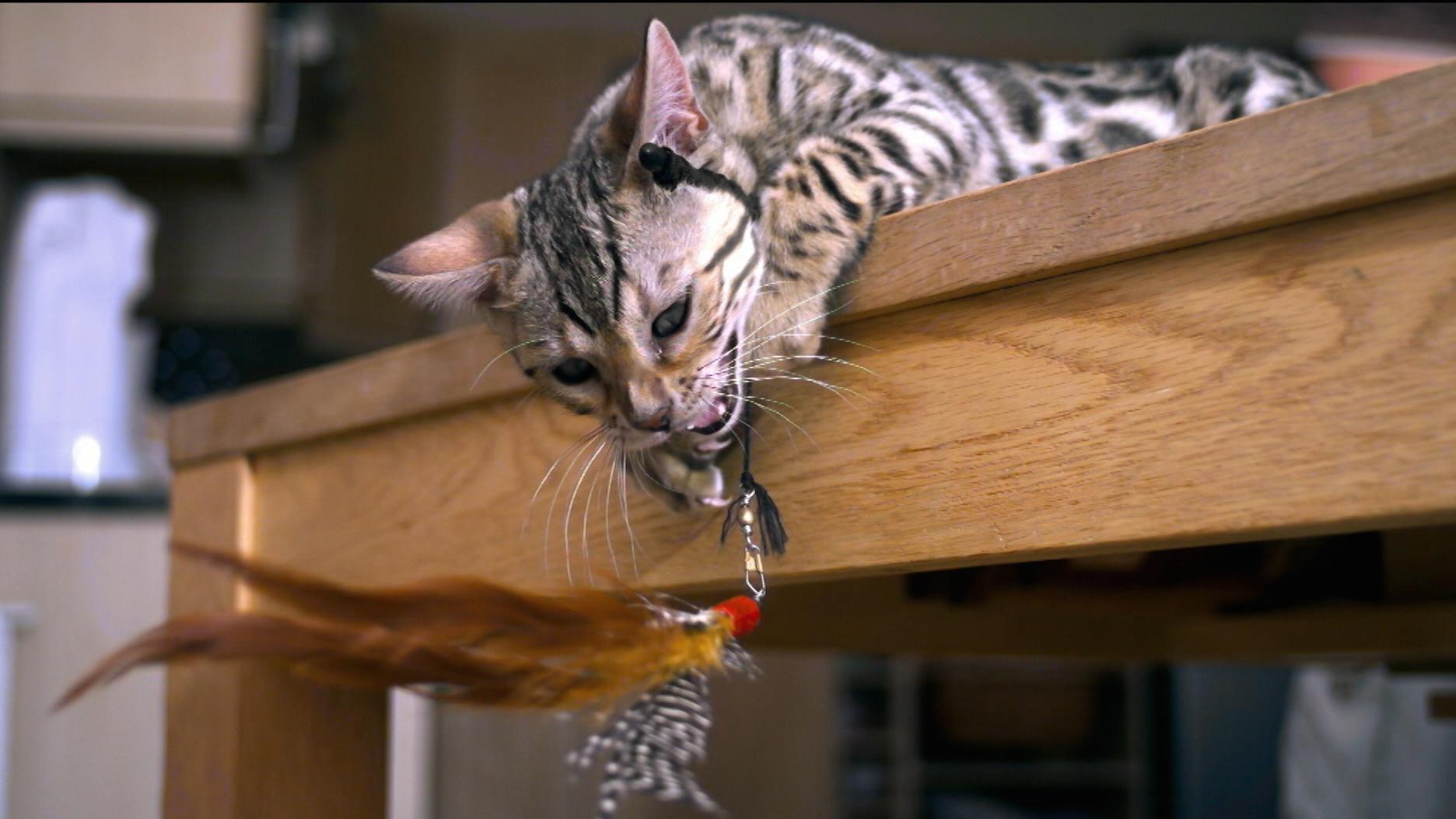 Pets: Wild at Heart "Playful Creatures" | About | Nature | PBS