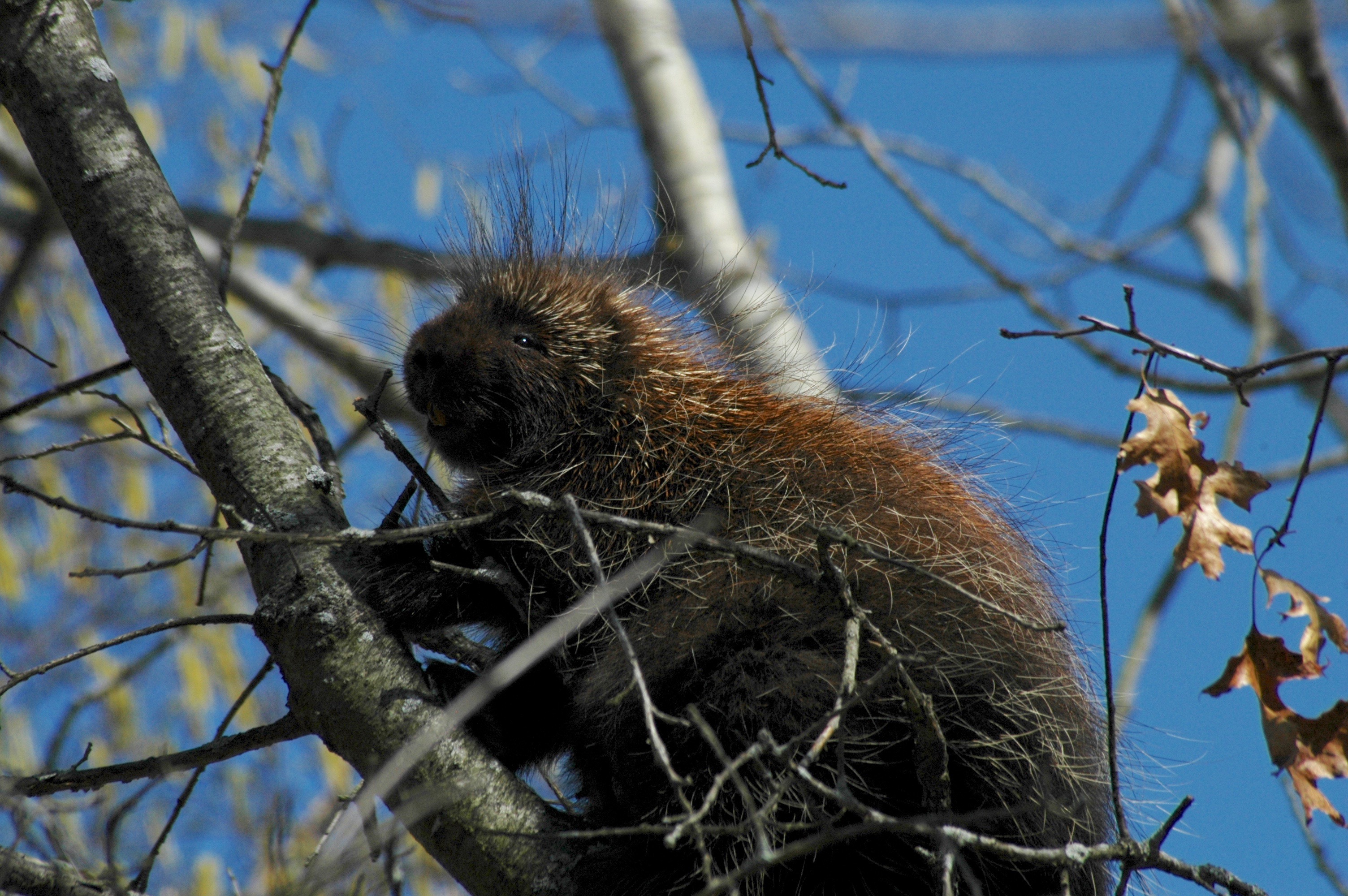 Porcupine Den