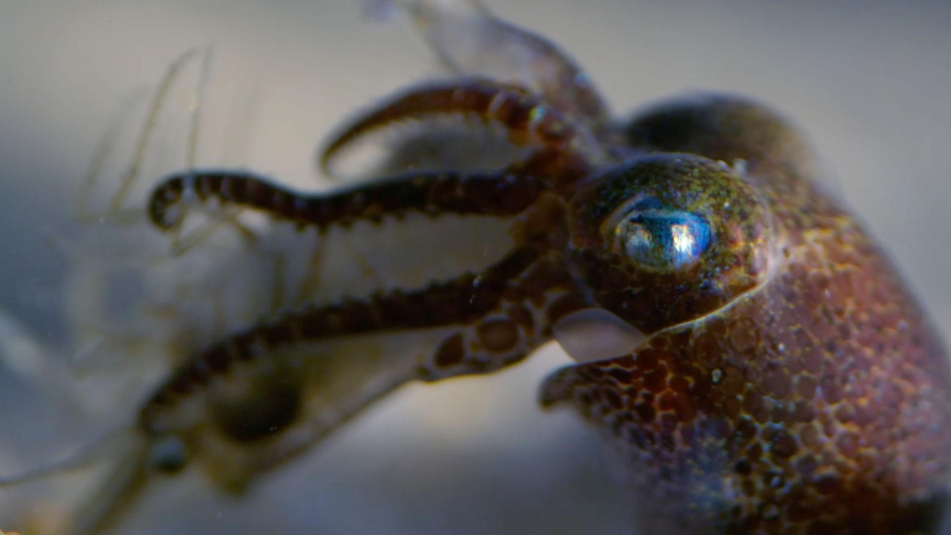 Baby Cephalopods' First Moments | Nature | PBS