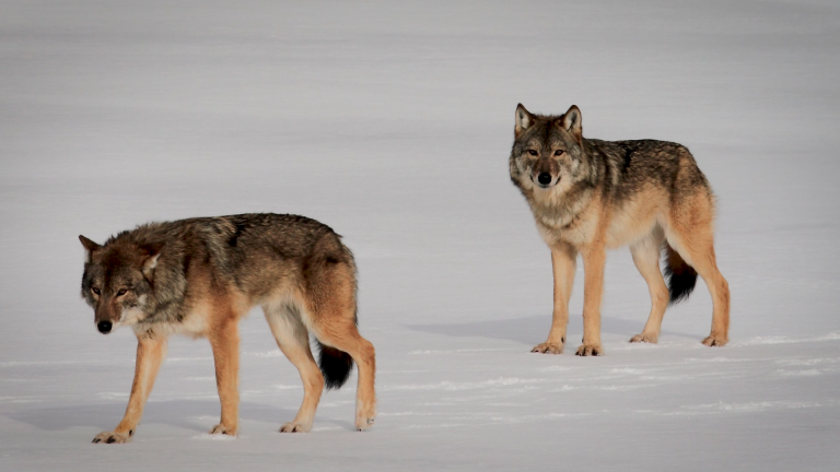 The Future of the Wolves of Isle Royale | Blog | Nature | PBS