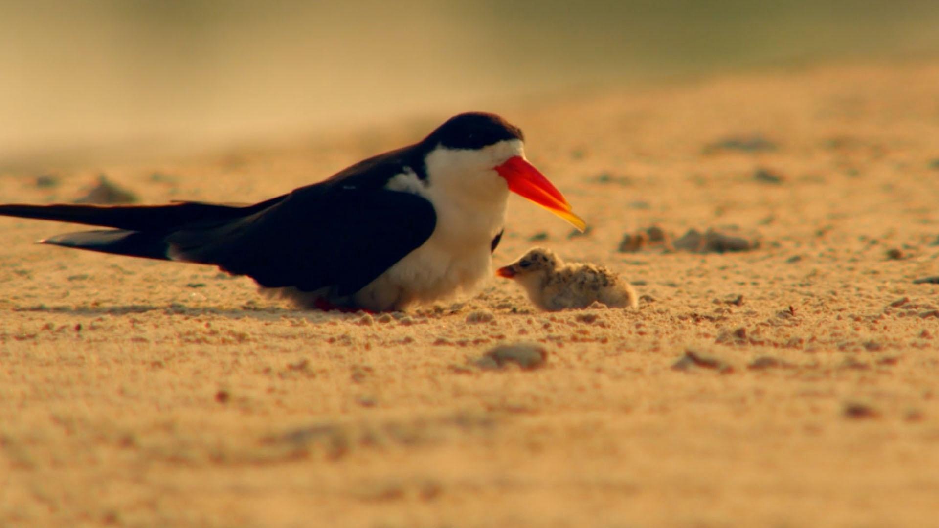 African Skimmer Parenting | Nature | PBS