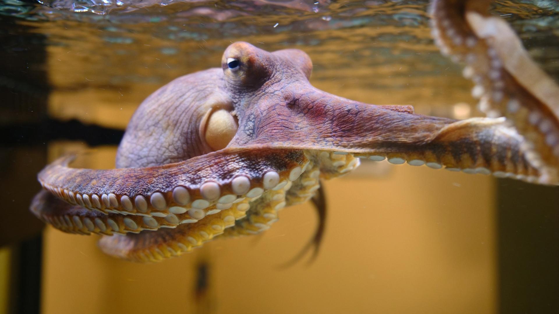 What's Streaming Right Now | PBS NATURE | Blog | Nature | PBS