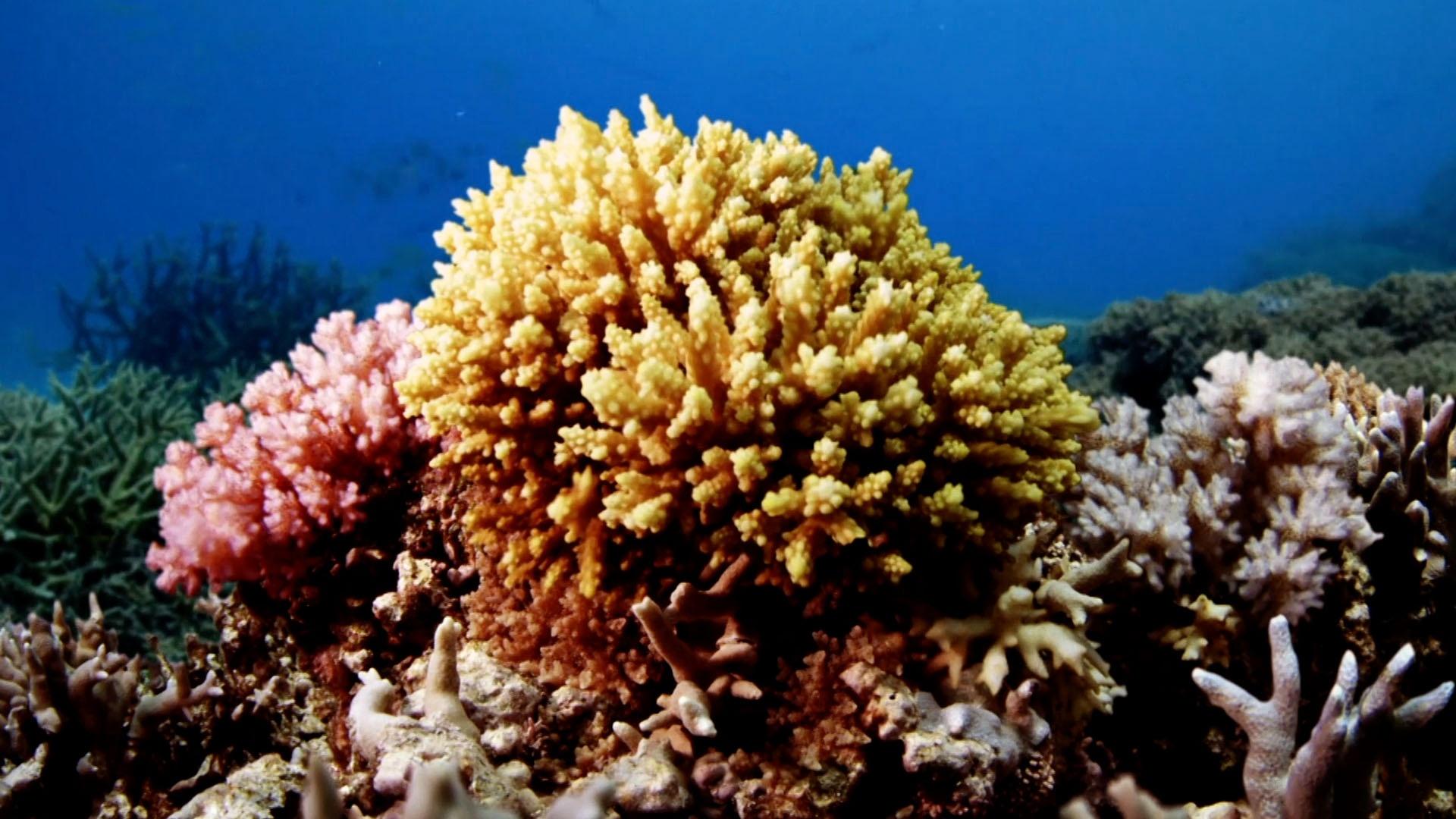 Witness a Massive Coral Spawning | Nature | PBS