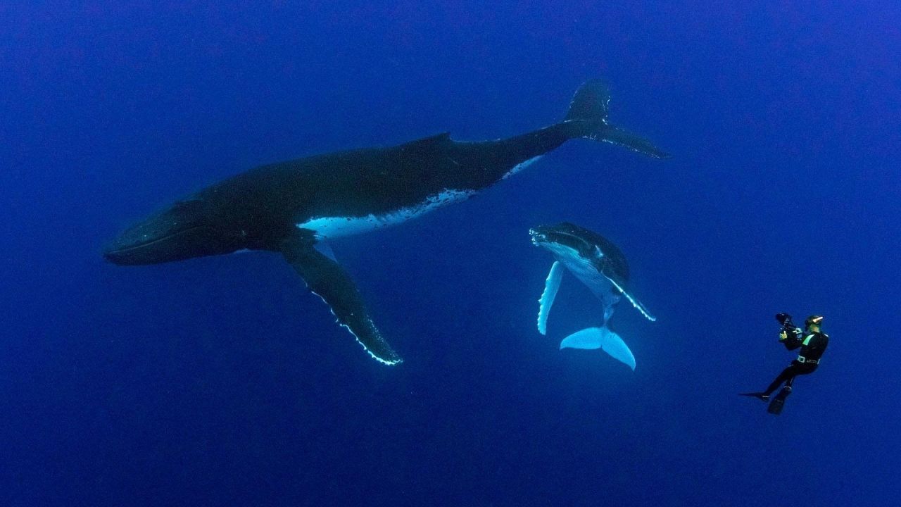 Good NATURE: Whales | Blog | Nature | PBS