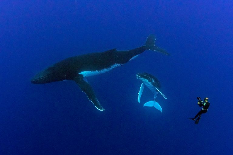 The Whale Detective | Dive into the Mysteries Surrounding Whales | Blog ...