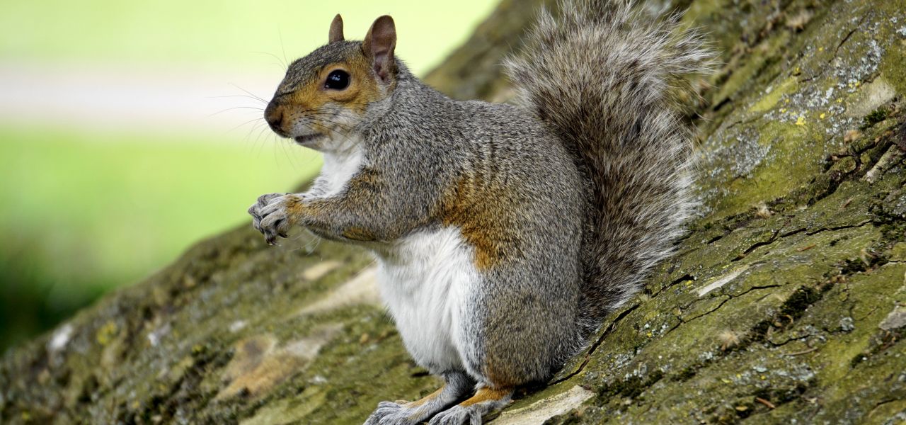 Squirrels | Nature | PBS