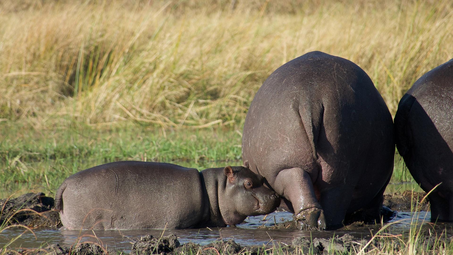Hippos: Africa's River Giants | Watch a Protective Mother Hippo Guard ...