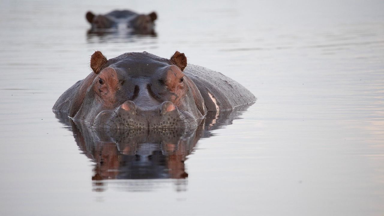 Good NATURE: Hippos | Blog | Nature | PBS