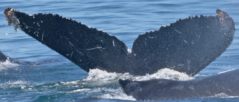 Happywhale | Nature Nation | Blog | Nature | PBS