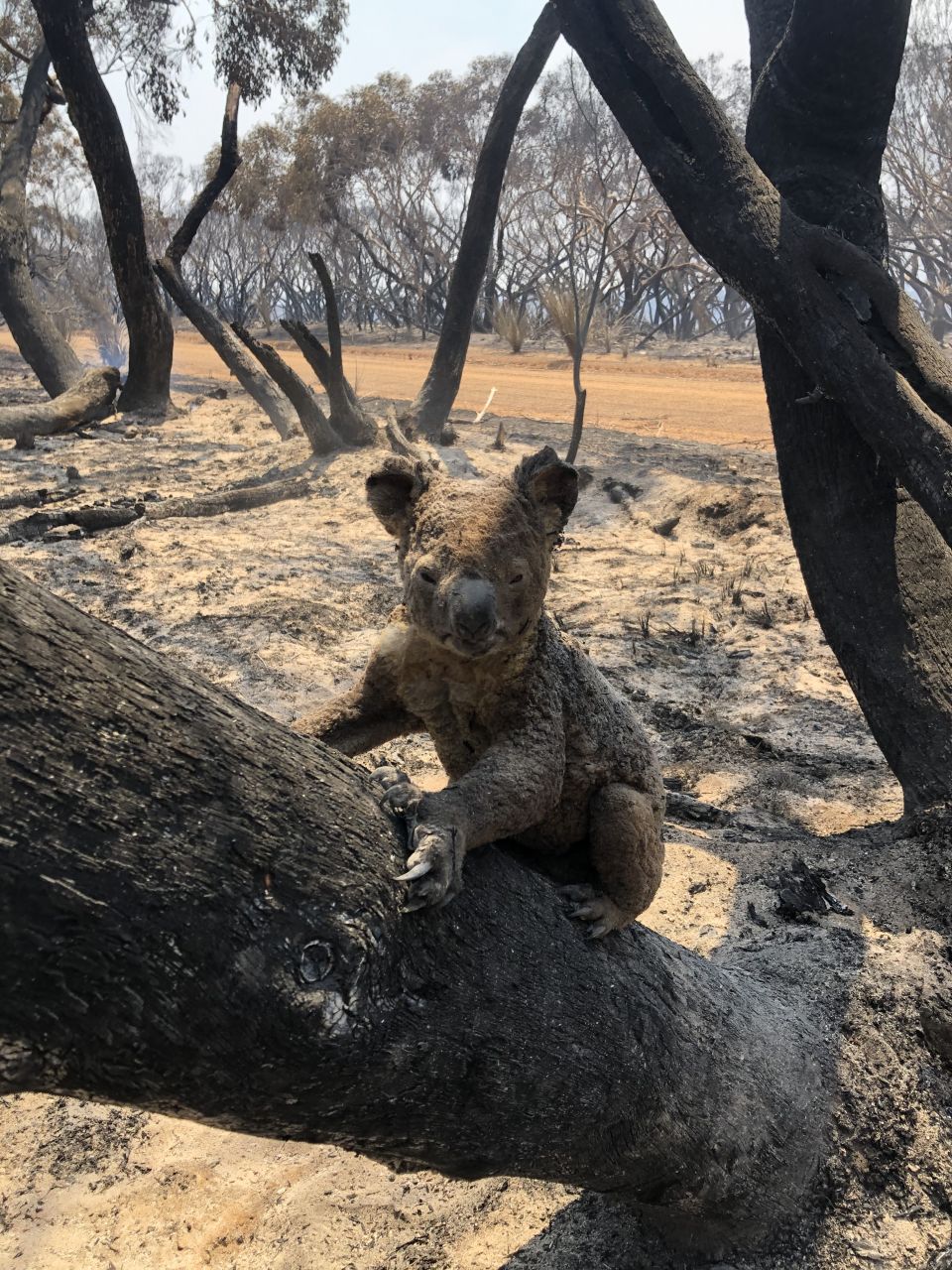 Australia's Wildfires: A NATURE Special Report | Blog | Nature | PBS