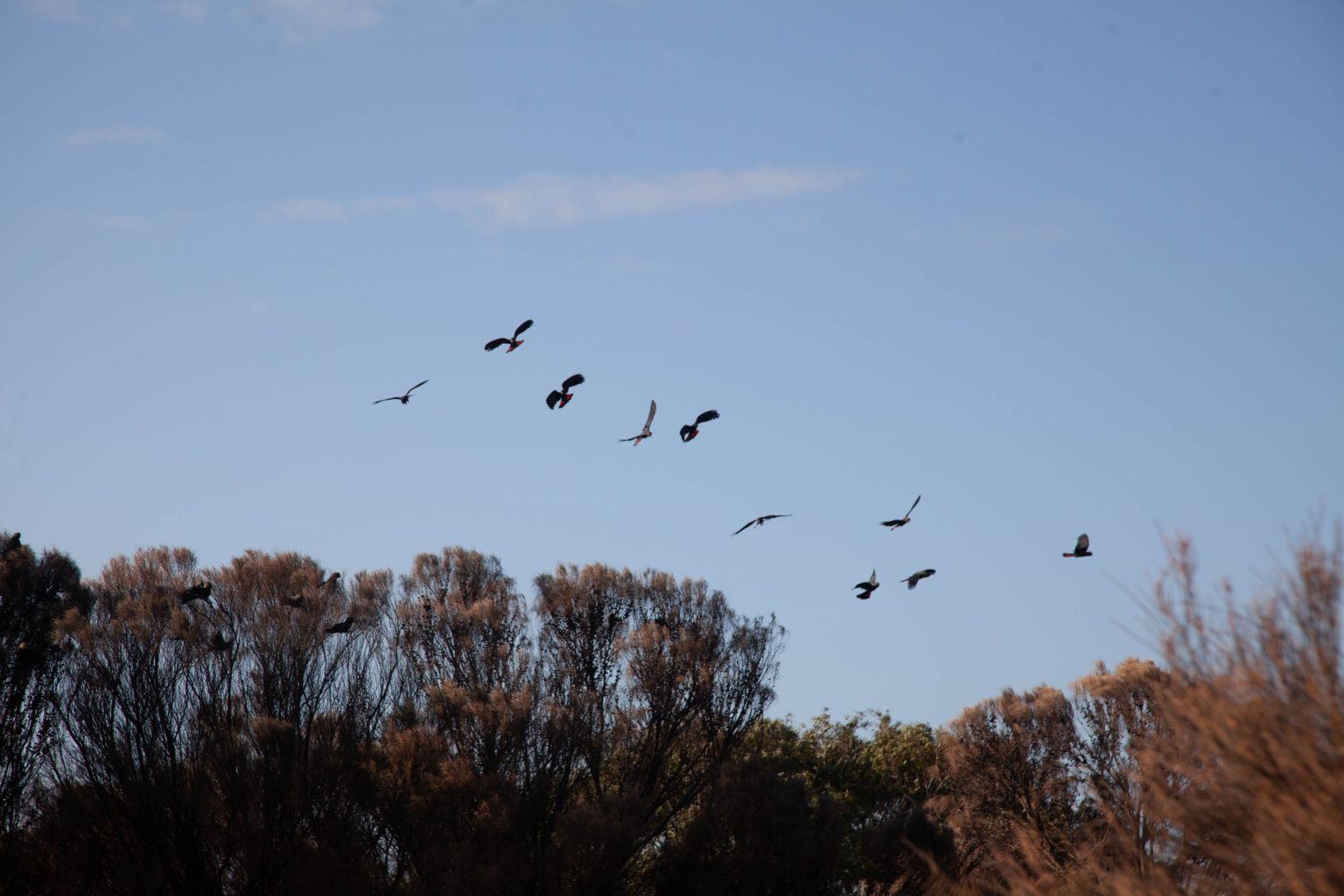 Australia's Wildfires: A NATURE Special Report | Blog | Nature | PBS