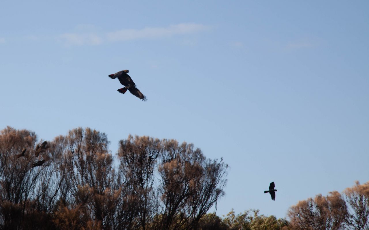 Australia's Wildfires: A NATURE Special Report | Blog | Nature | PBS