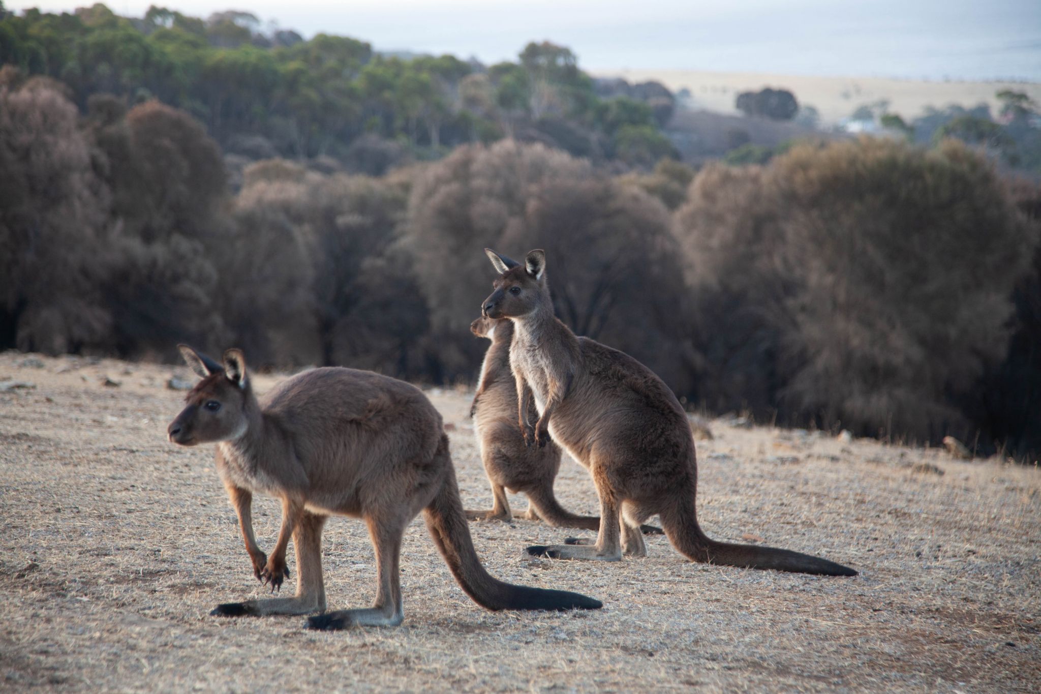 Australia's Wildfires: A NATURE Special Report | Blog | Nature | PBS