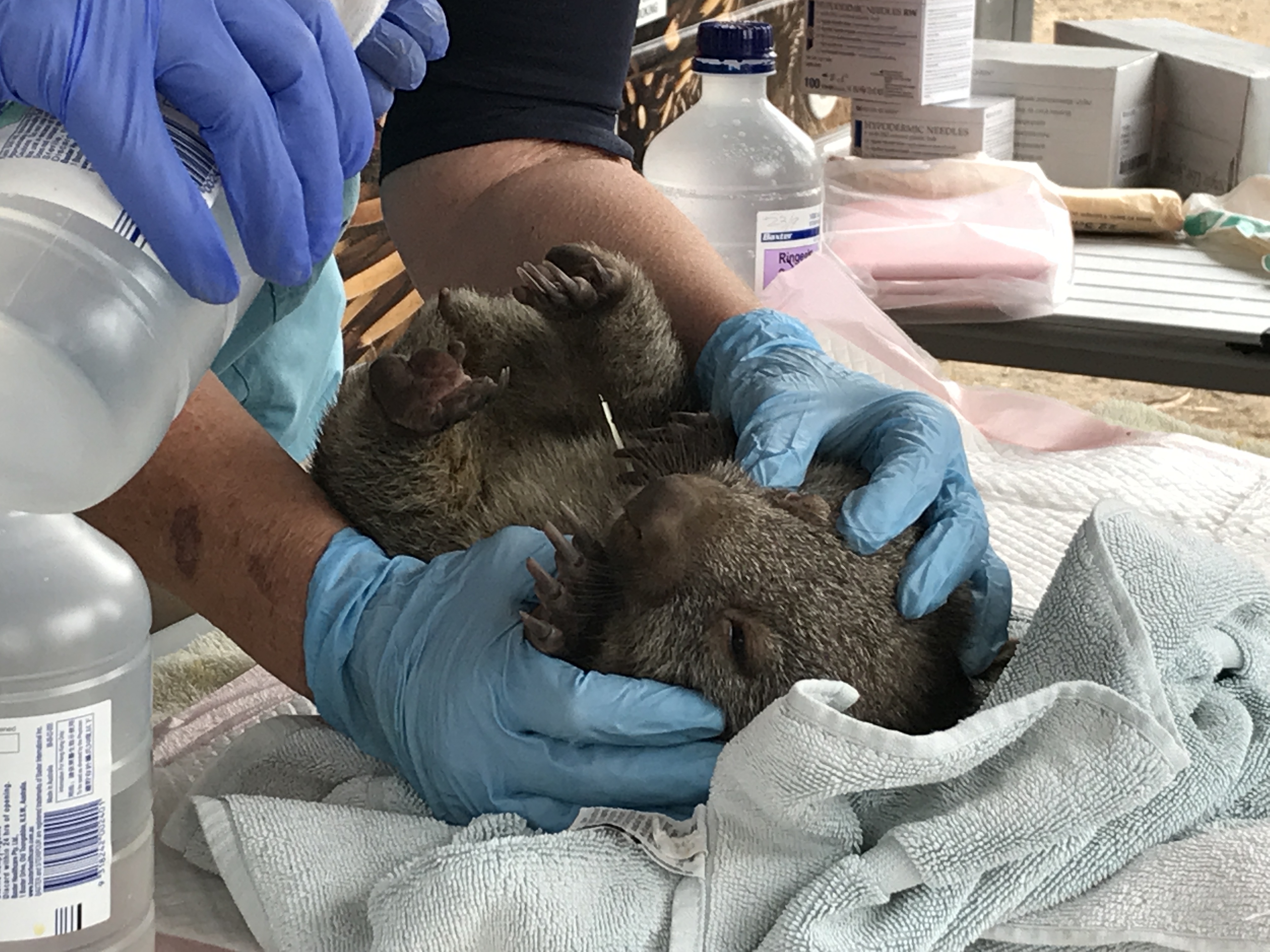 Australia's Wildfires: A NATURE Special Report | Blog | Nature | PBS