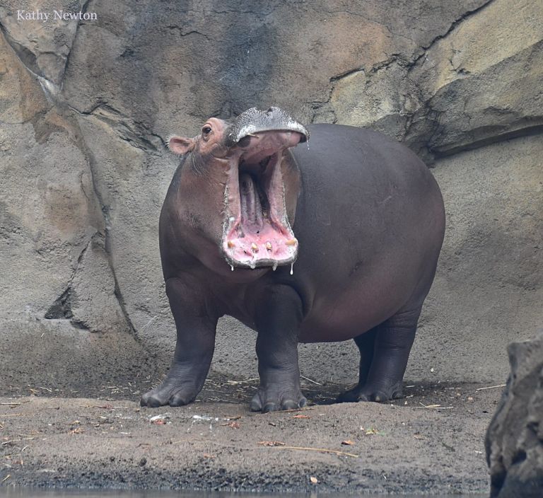 Fiona The Hippo: America's Favorite Hippo | Blog | Nature | PBS