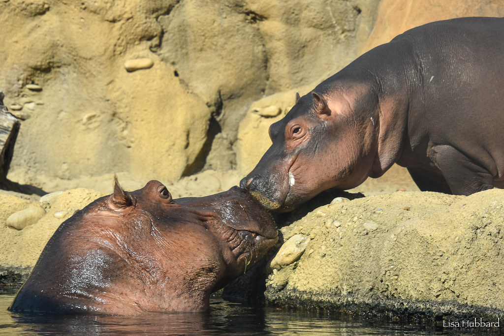 Good NATURE: Hippos | Blog | Nature | PBS