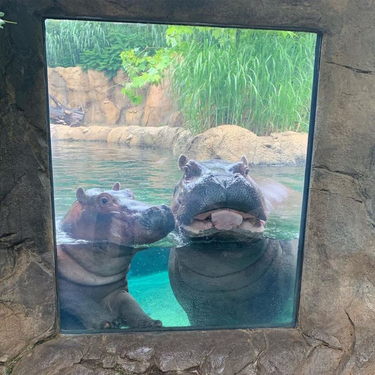 Fiona The Hippo: America's Favorite Hippo | Blog | Nature | PBS