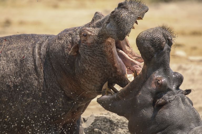 Behind the Camera of Hippos: Africa's River Giants | Blog | Nature | PBS