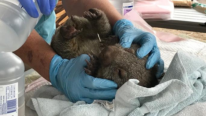 Australia Wildfires | Watch as an Orphaned Wombat Receives Care ...