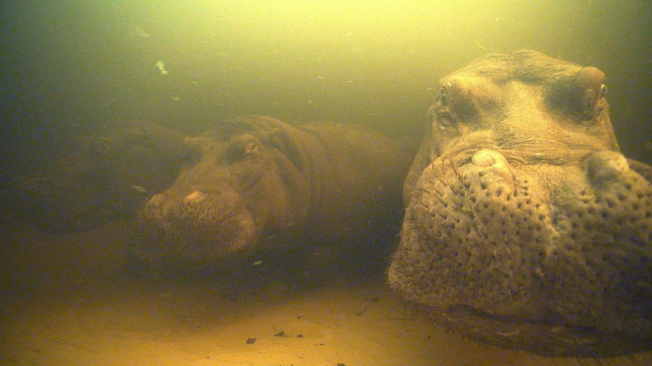Good NATURE: Hippos | Blog | Nature | PBS