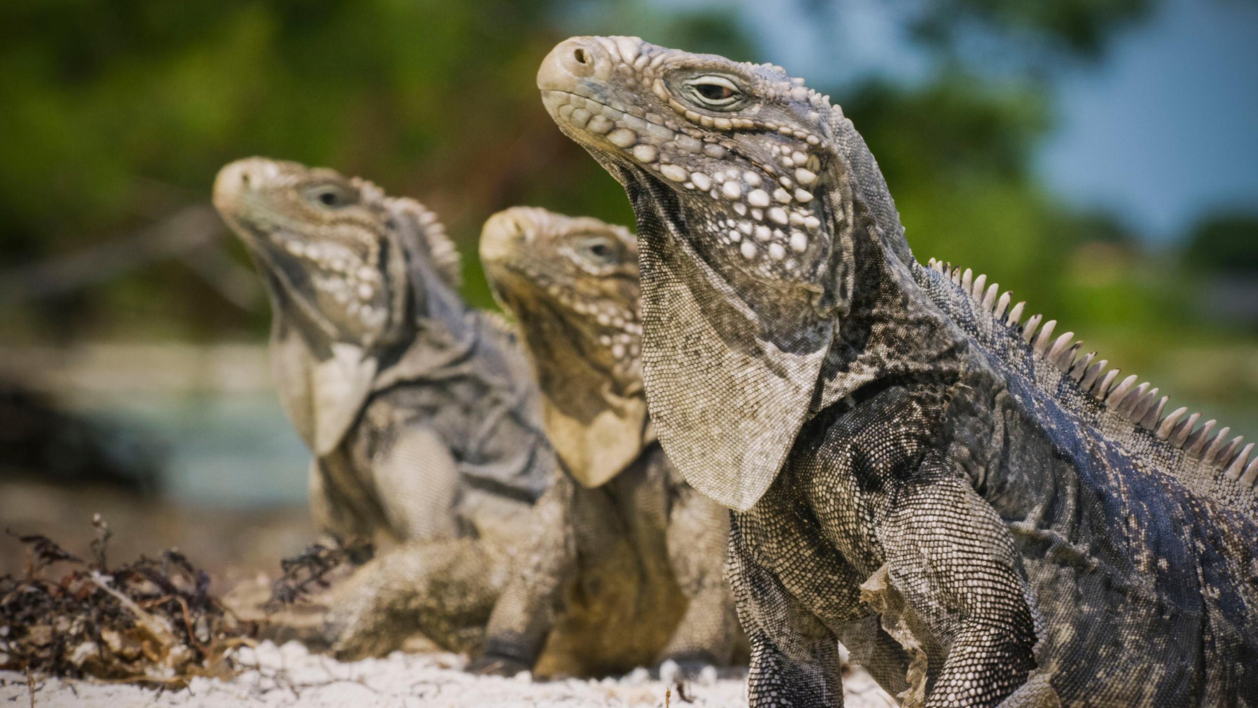 Cuba's Wild Revolution | About | Nature | PBS