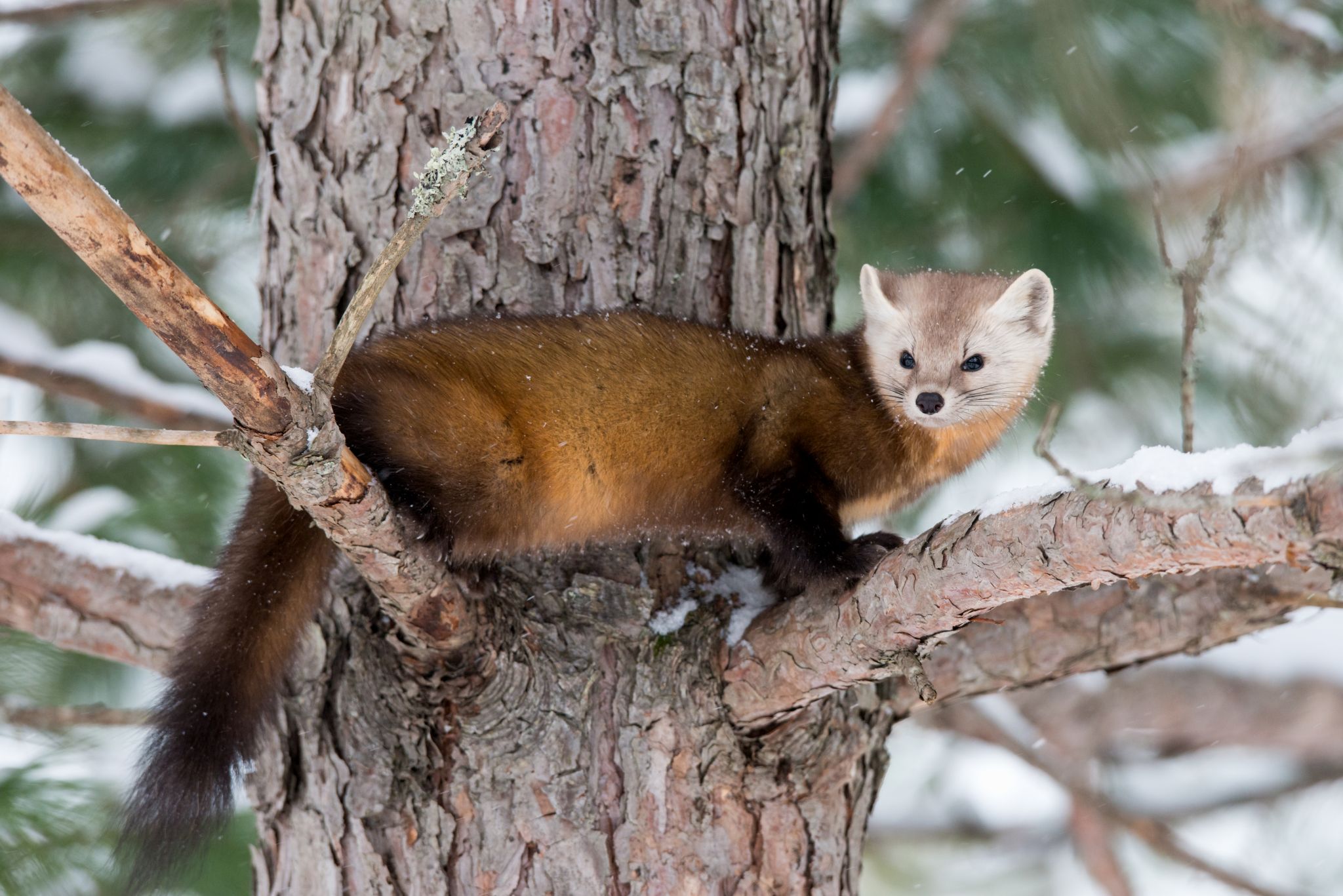 The Mighty Weasel | Why Do Weasels Have a Bad Reputation? | Blog ...