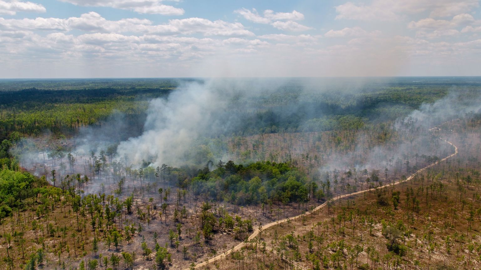 Wild Florida | How Fires Help Florida | Blog | Nature | PBS