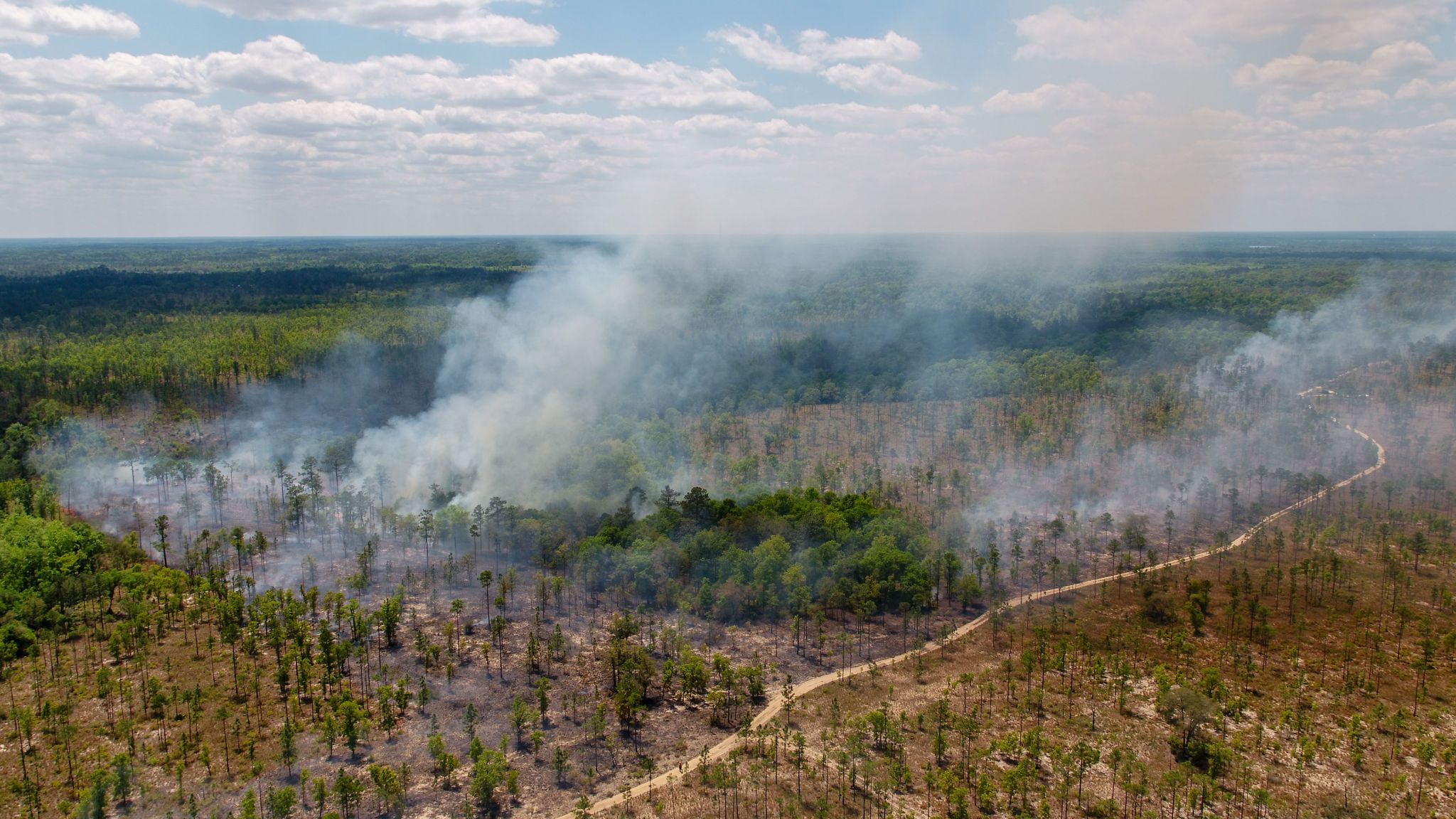 Wild Florida | How Fires Help Florida | Blog | Nature | PBS