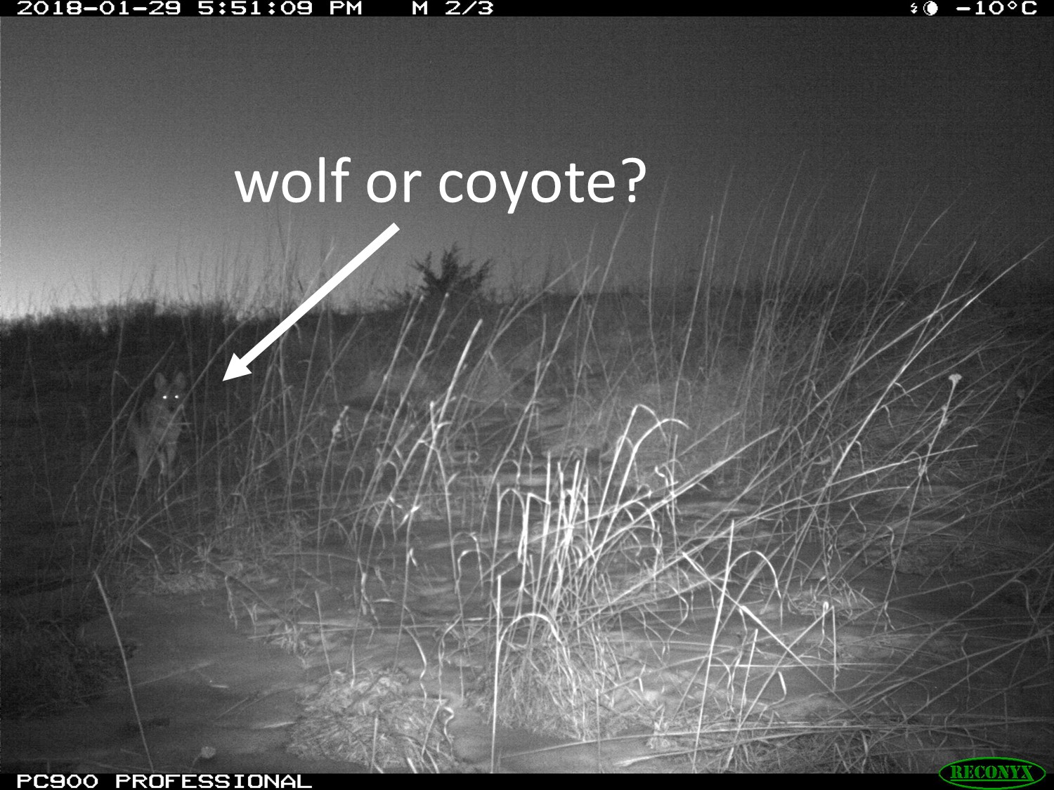 Eyes on the Wild | Nature Nation | Blog | Nature | PBS