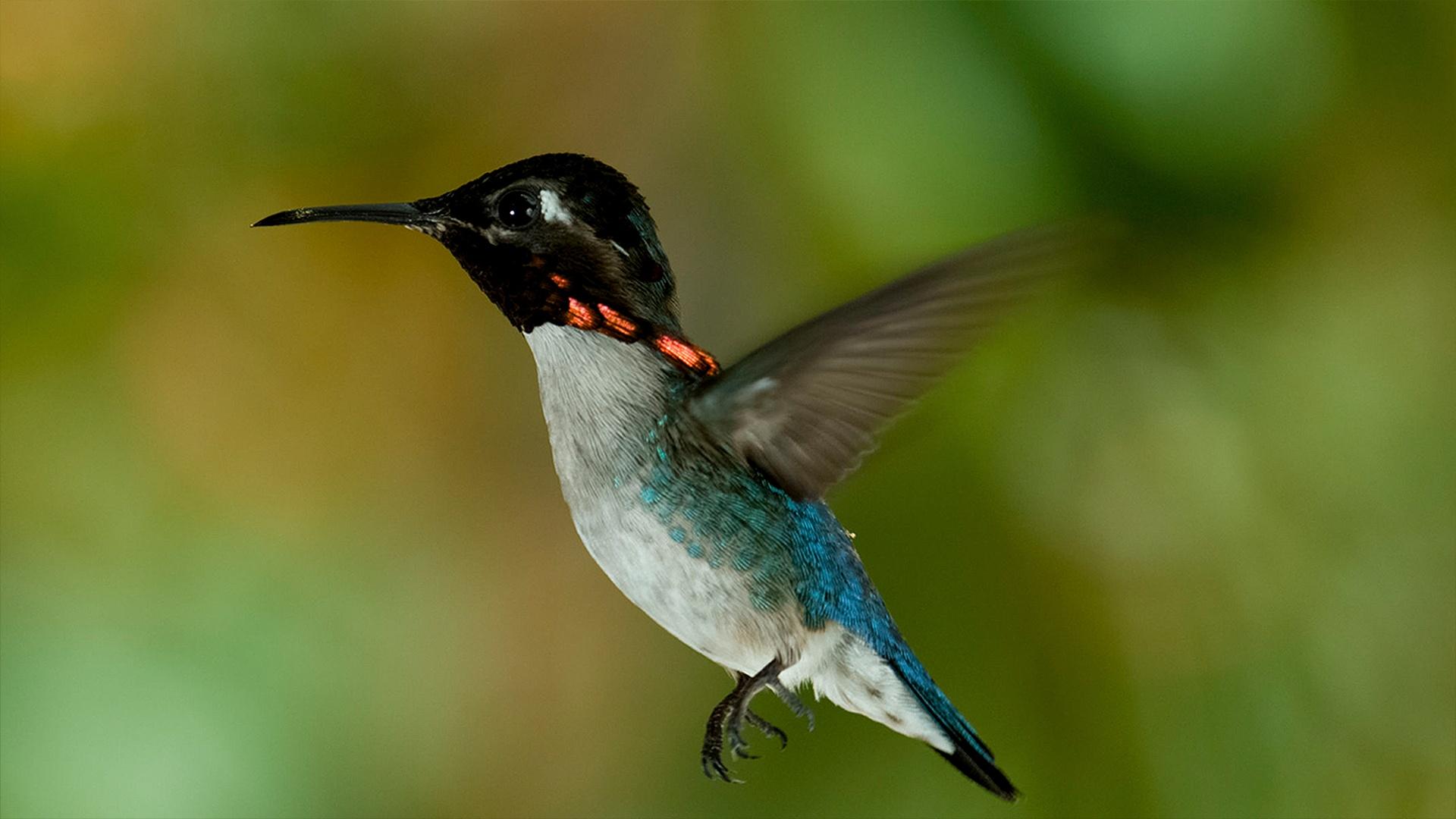 Bee Hummingbird Size
