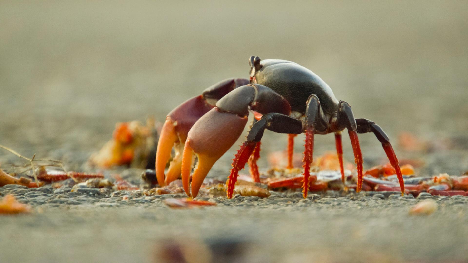 Cuba's Wild Revolution | Swarm of Crab Mothers Cross Traffic to Lay ...