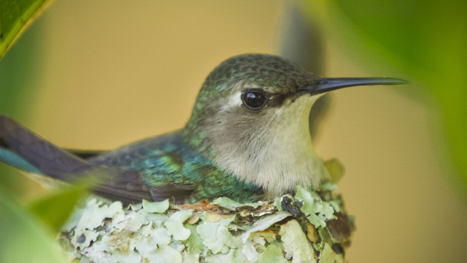 Good NATURE: Cuba's Wild Revolution | Blog | Nature | PBS
