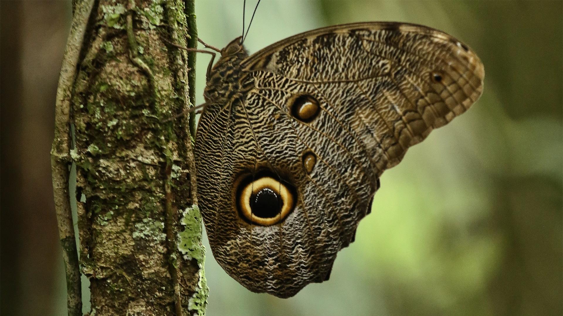 What's Streaming Right Now | PBS NATURE | Blog | Nature | PBS