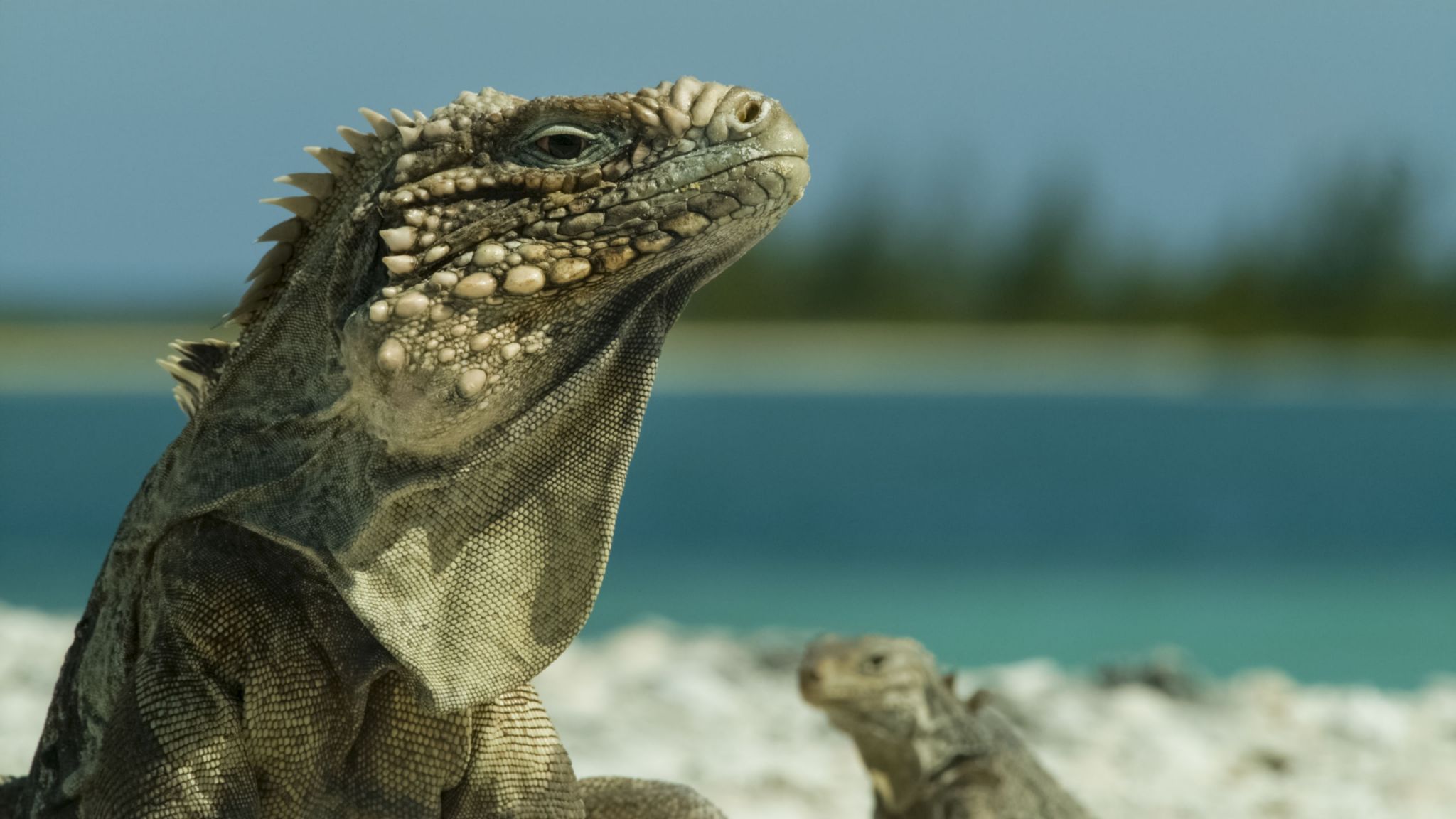 Good NATURE: Cuba's Wild Revolution | Blog | Nature | PBS