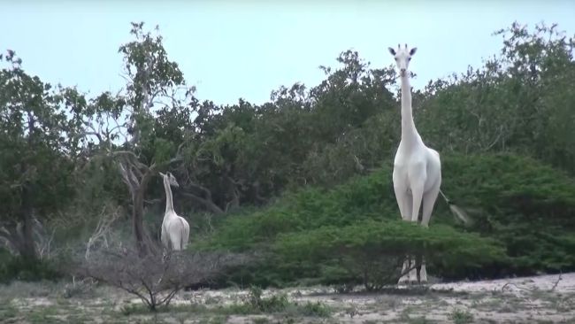 Rare White Giraffe Poaching and What You Can Do | Blog | Nature | PBS