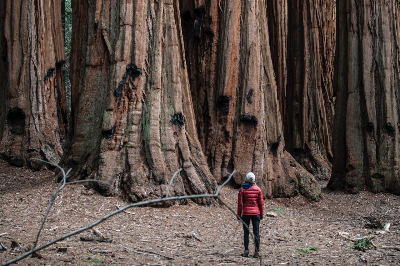 Yosemite | Giant Sequoia Fact Sheet | Blog | Nature | PBS