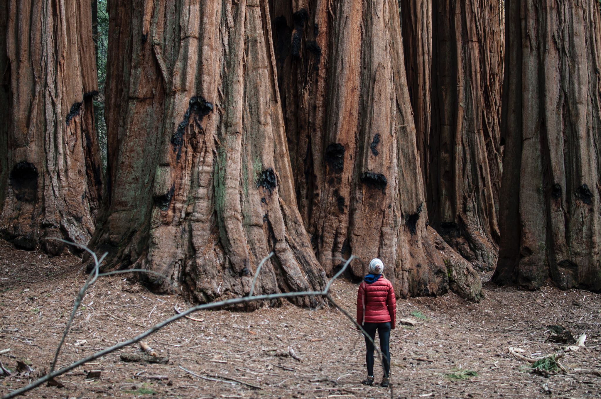 Yosemite | Giant Sequoia Fact Sheet | Blog | Nature | PBS
