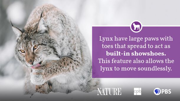 Lynx Fact Sheet | Blog | Nature | PBS