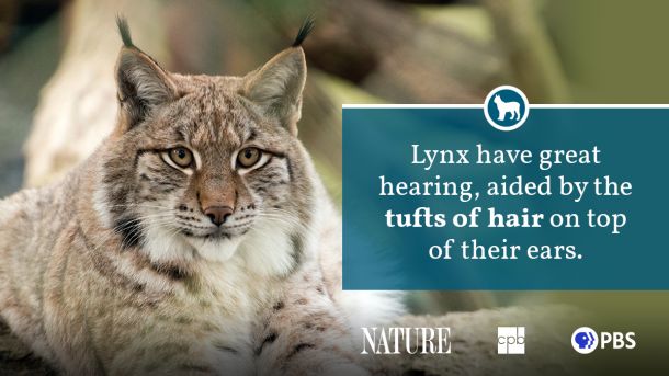 Lynx Fact Sheet | Blog | Nature | PBS