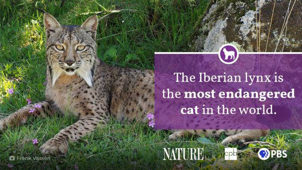 Lynx Fact Sheet | Blog | Nature | PBS