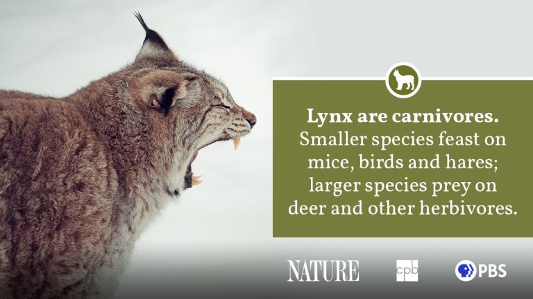 Lynx Fact Sheet | Blog | Nature | PBS