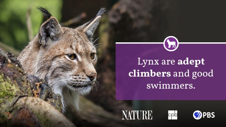 Lynx Fact Sheet | Blog | Nature | PBS