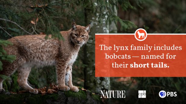 Lynx Fact Sheet | Blog | Nature | PBS