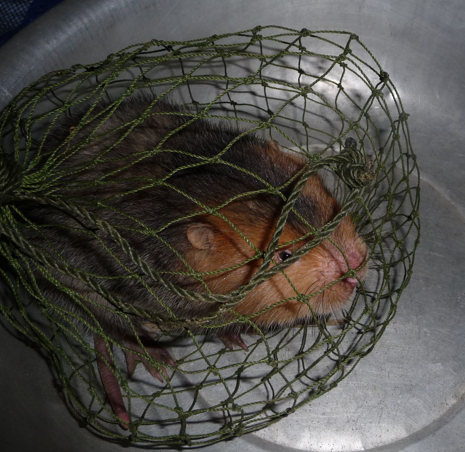 China Is Closing Its Wildlife Markets. Let’s Make It Permanent. | Blog ...