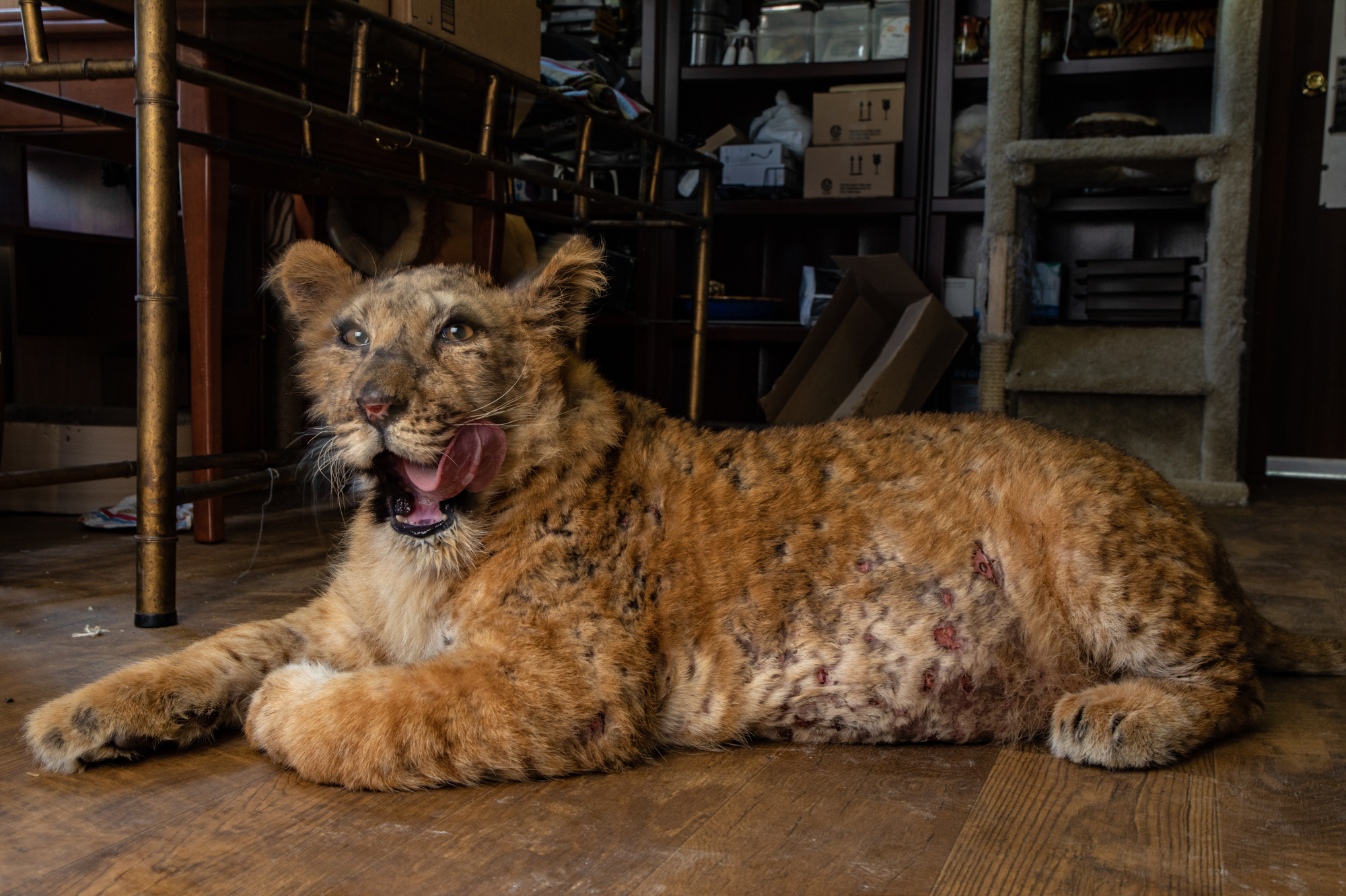 The Truth About "Tiger King" And Cats in Captivity | Blog | Nature | PBS