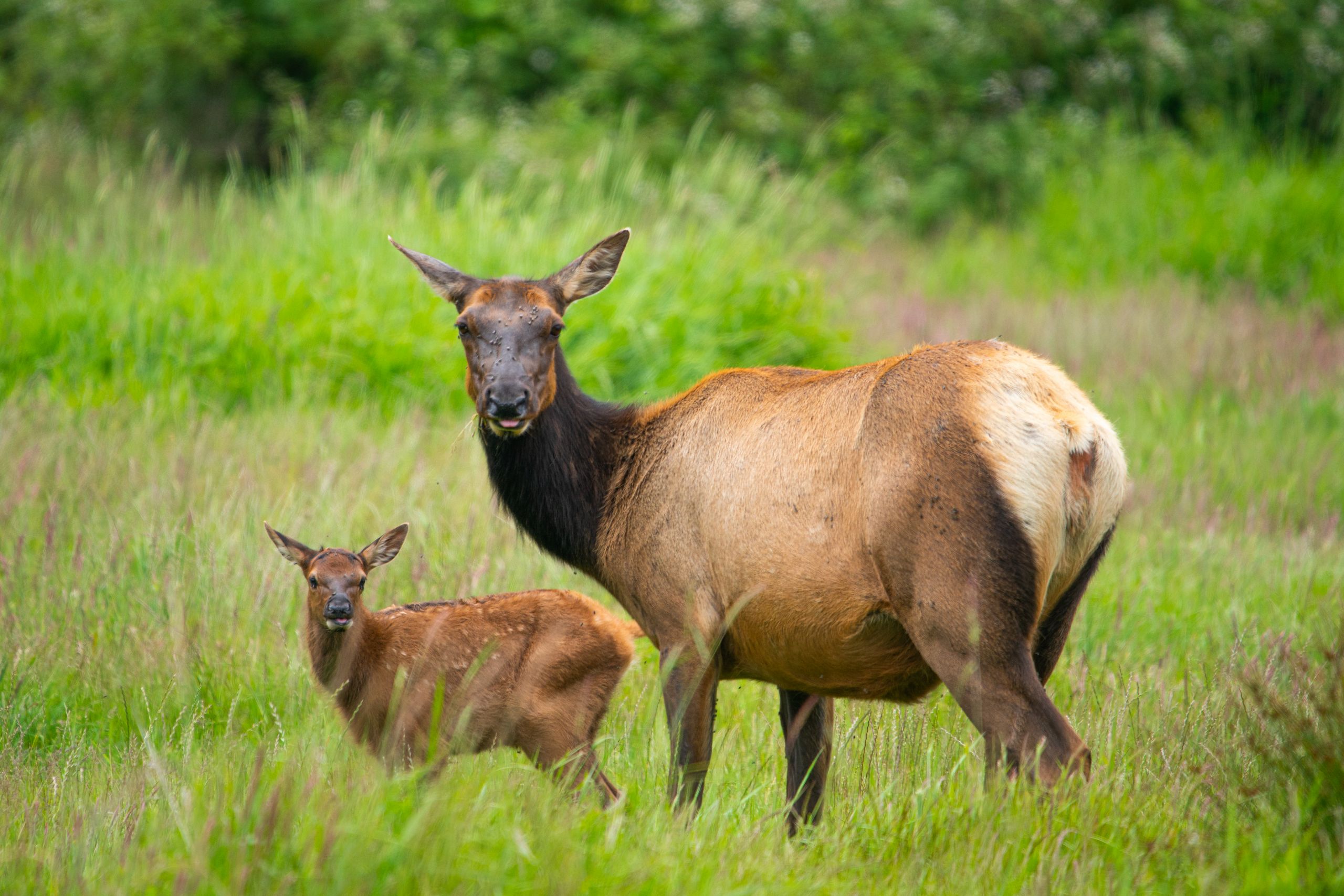 Nature Nuggets | Nature | PBS