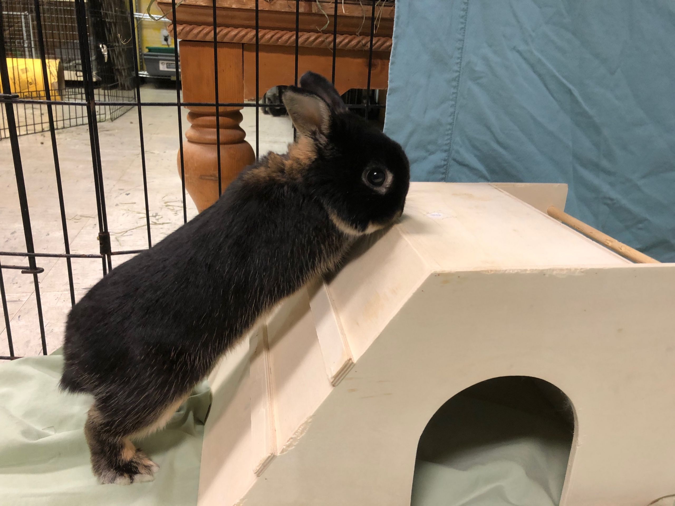 Domestic Rabbit Rescue Q&A with House Rabbit Network | Blog | Nature | PBS