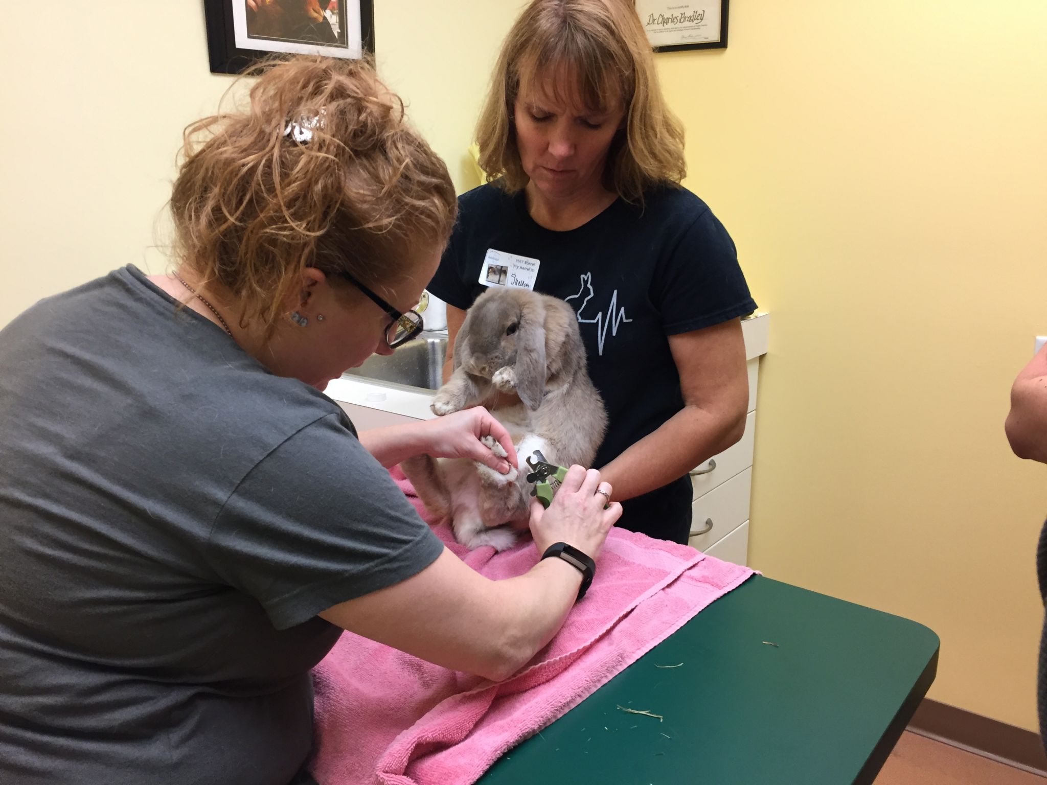 Domestic Rabbit Rescue Q&A with House Rabbit Network | Blog | Nature | PBS