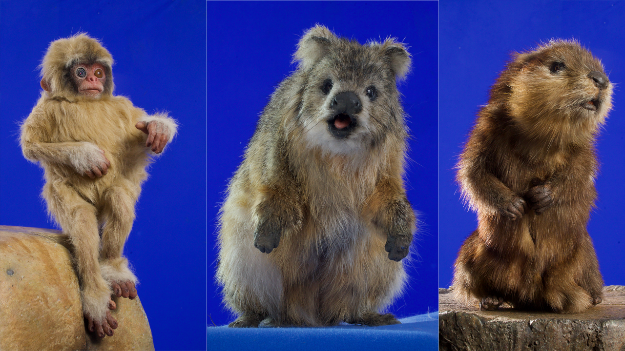 Spy in the Wild 2 | How 'Spy in The Wild' Creatures Are Created | Blog ...